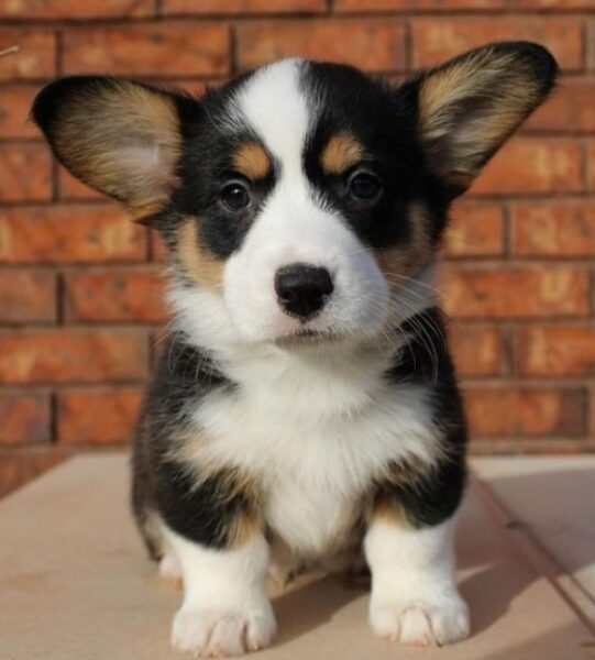 Mini Corgis: Your Full Guide Crumbs And Chaos